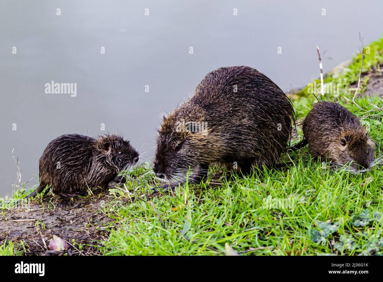 A closeup shot of wild Nutria on the ground near a river in Lousiana ...