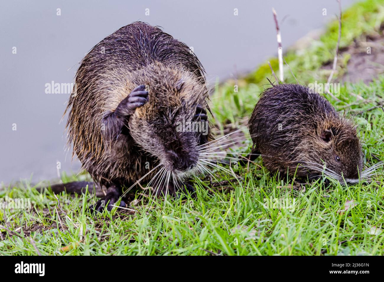 Nutria myocastor coypus group hi-res stock photography and images - Alamy
