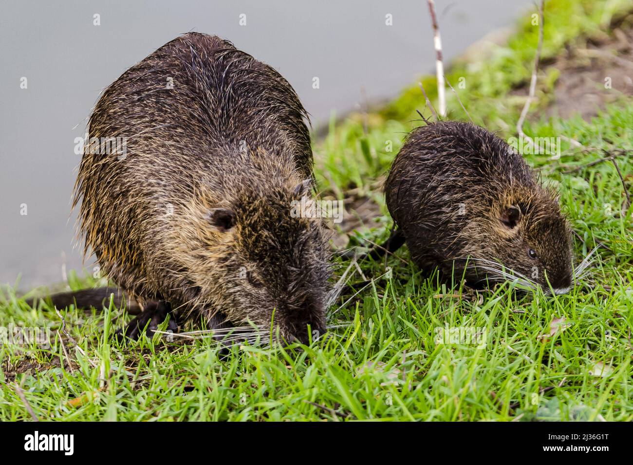 Nutria myocastor coypus group hi-res stock photography and images - Alamy