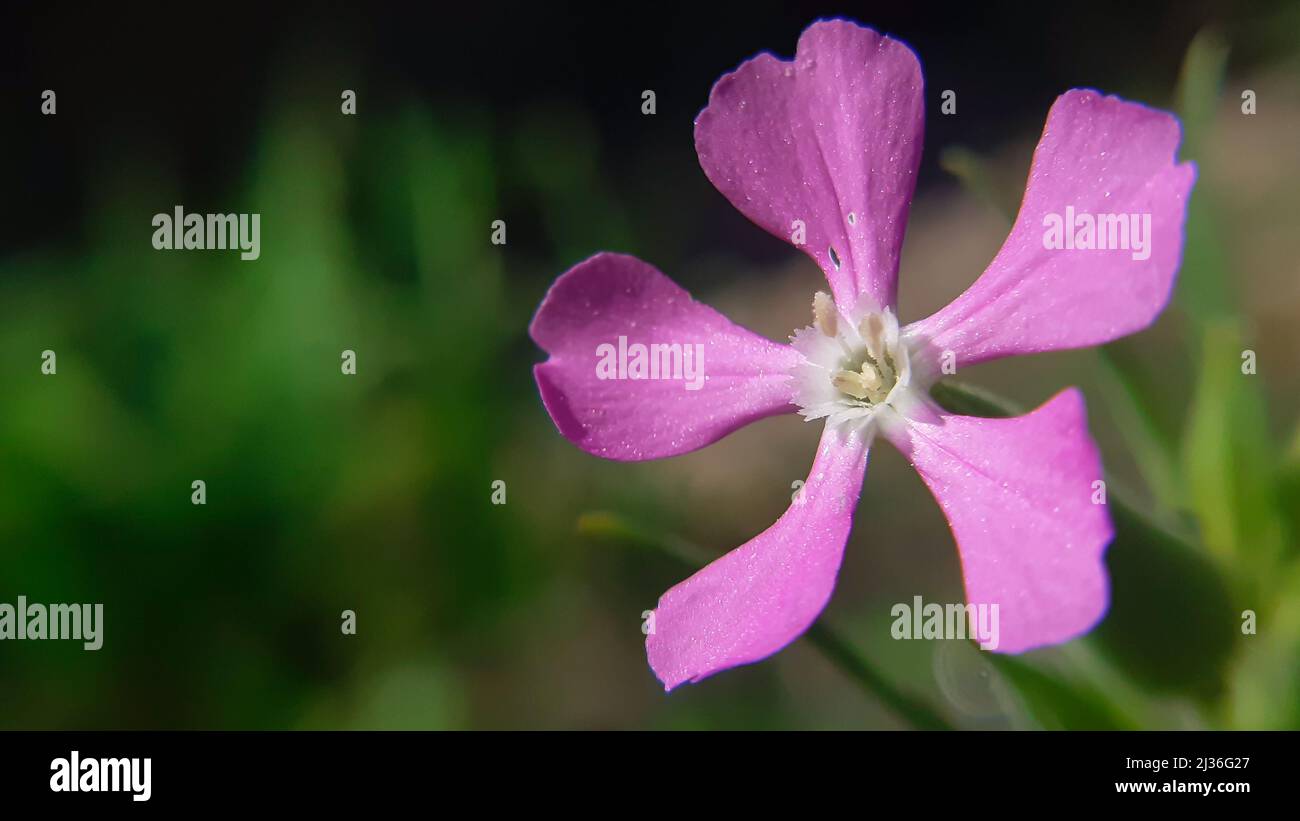 close up of exotic pink flower Silene conoidea is a species of ...