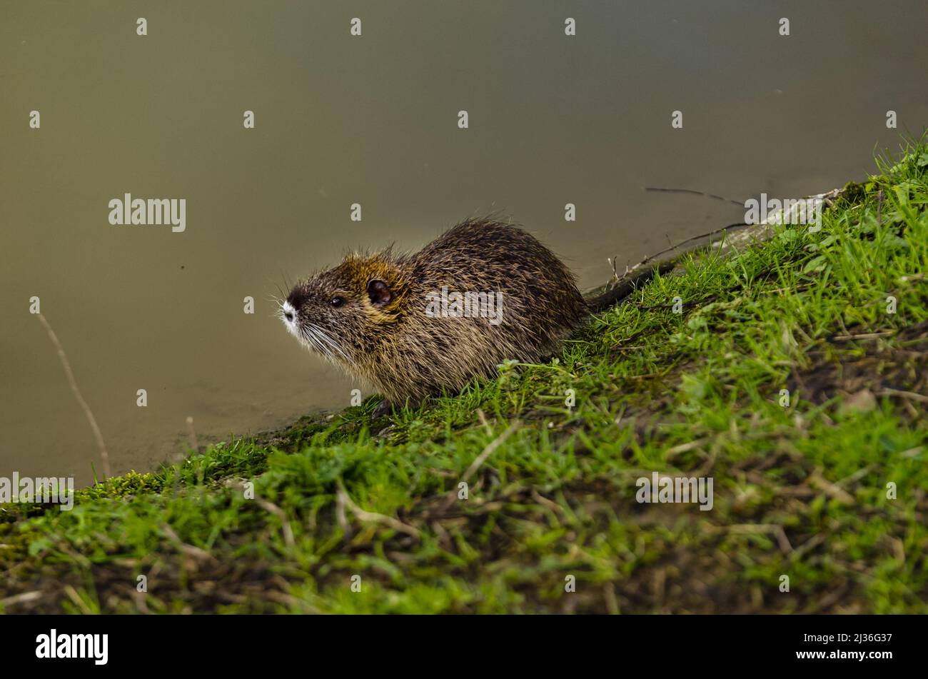 A closeup shot of wild Nutria on the ground near a river in Lousiana ...