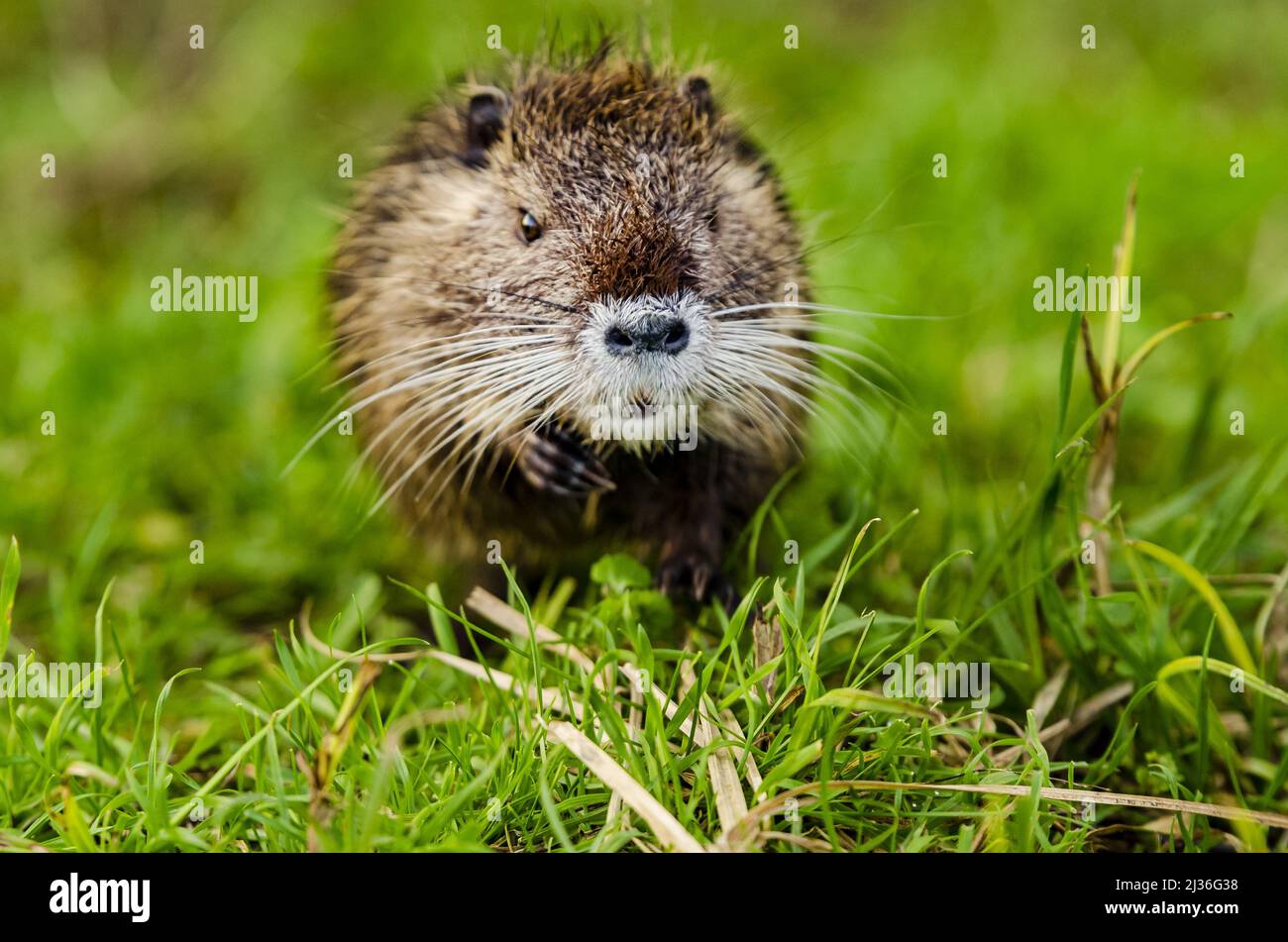 A closeup shot of wild Nutria on the ground near a river in Lousiana ...