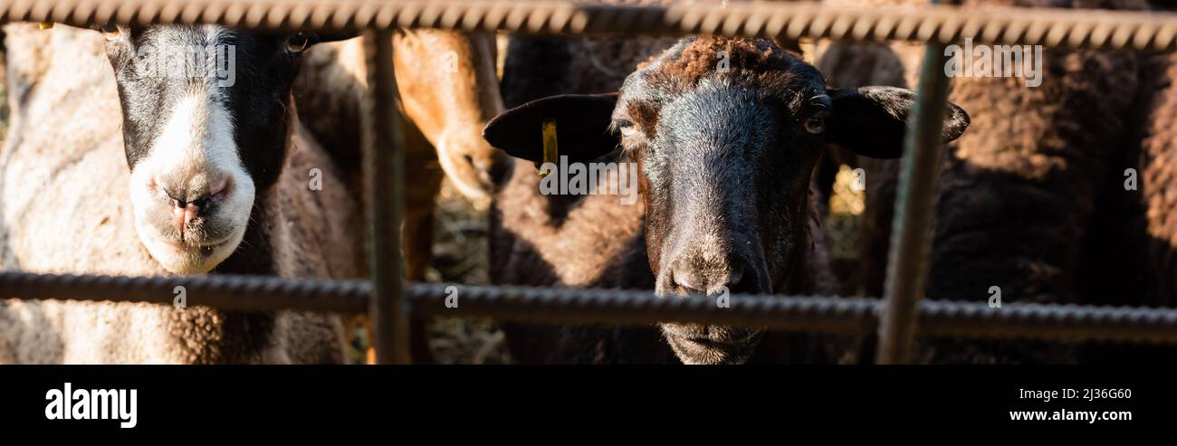Farm banner hi-res stock photography and images - Alamy