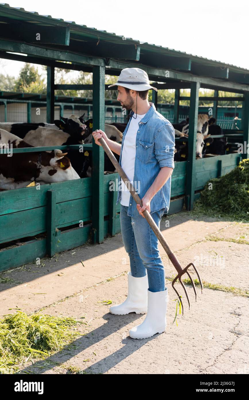 full length view of farmer with hayfork standing near cowshed on dairy ...