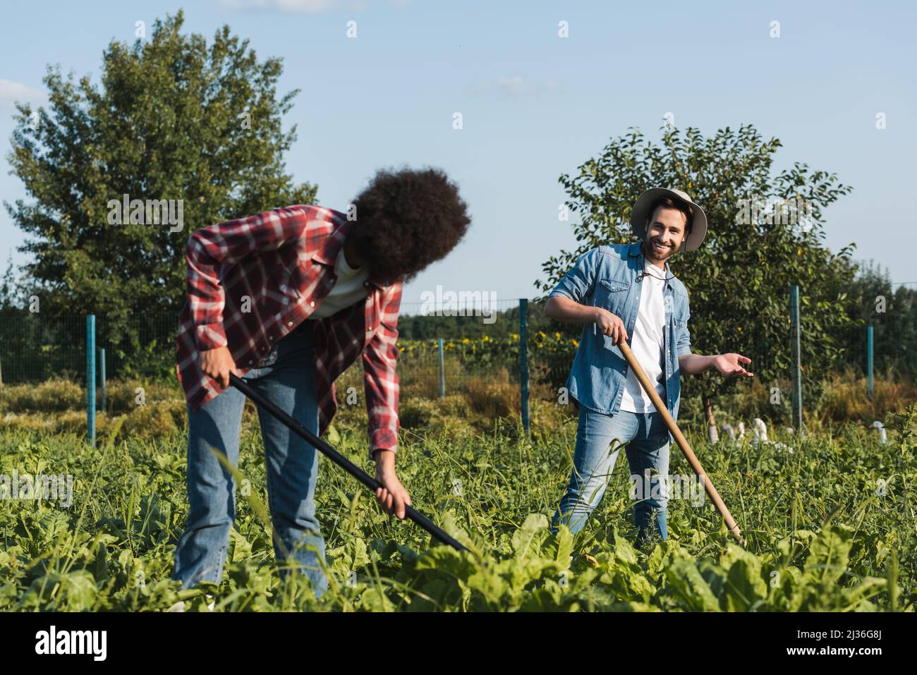 positive farmer pointing with hand near african american woman working ...