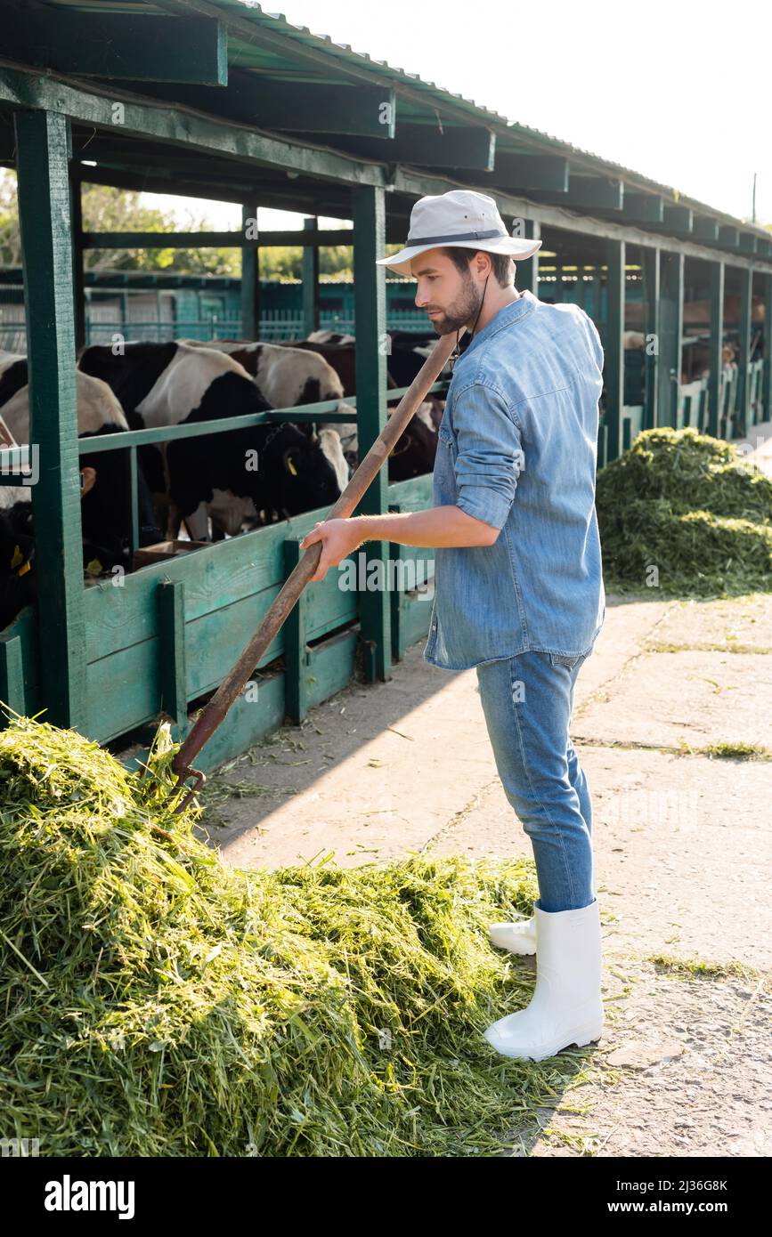 full length view of farmer with hayfork near hay and cowshed Stock ...