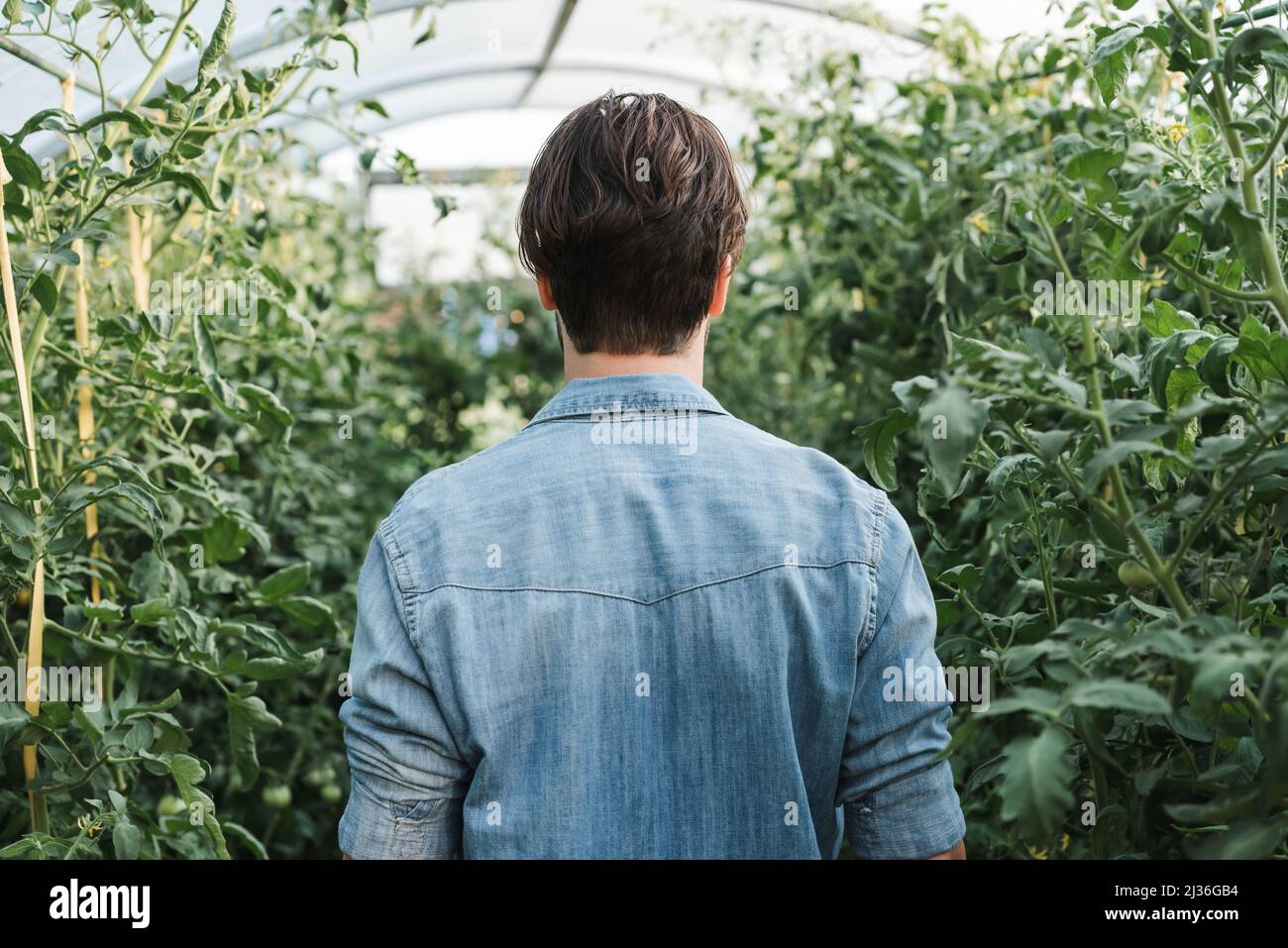 back view of farmer in denim shirt near green plants in hothouse Stock ...