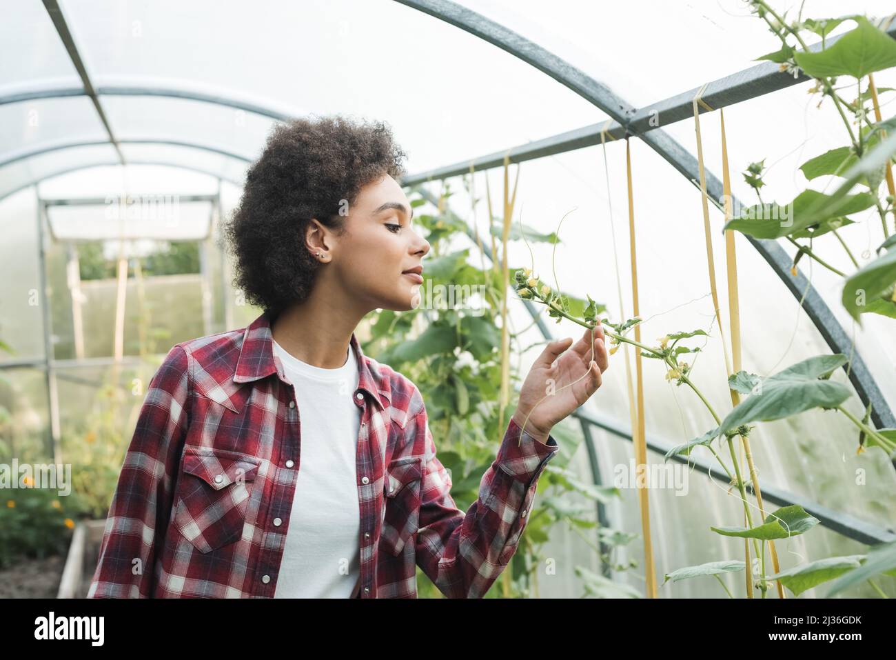 Young And Pretty African American Woman Inspecting Plants In Greenhouse