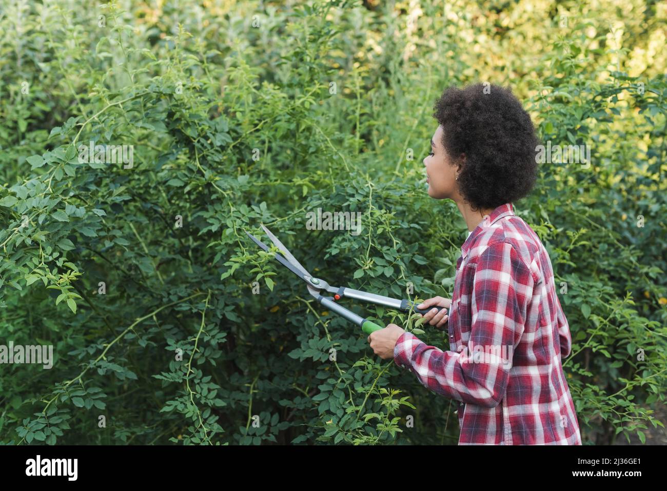Woman trimming bushes hi-res stock photography and images - Alamy
