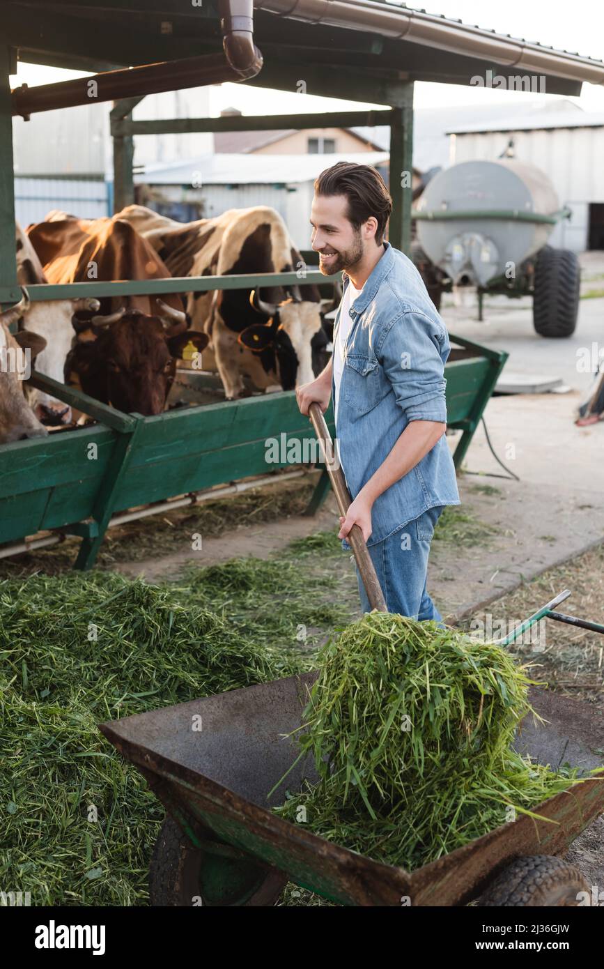 young farmer smiling while stacking hay near cows in stall Stock Photo ...