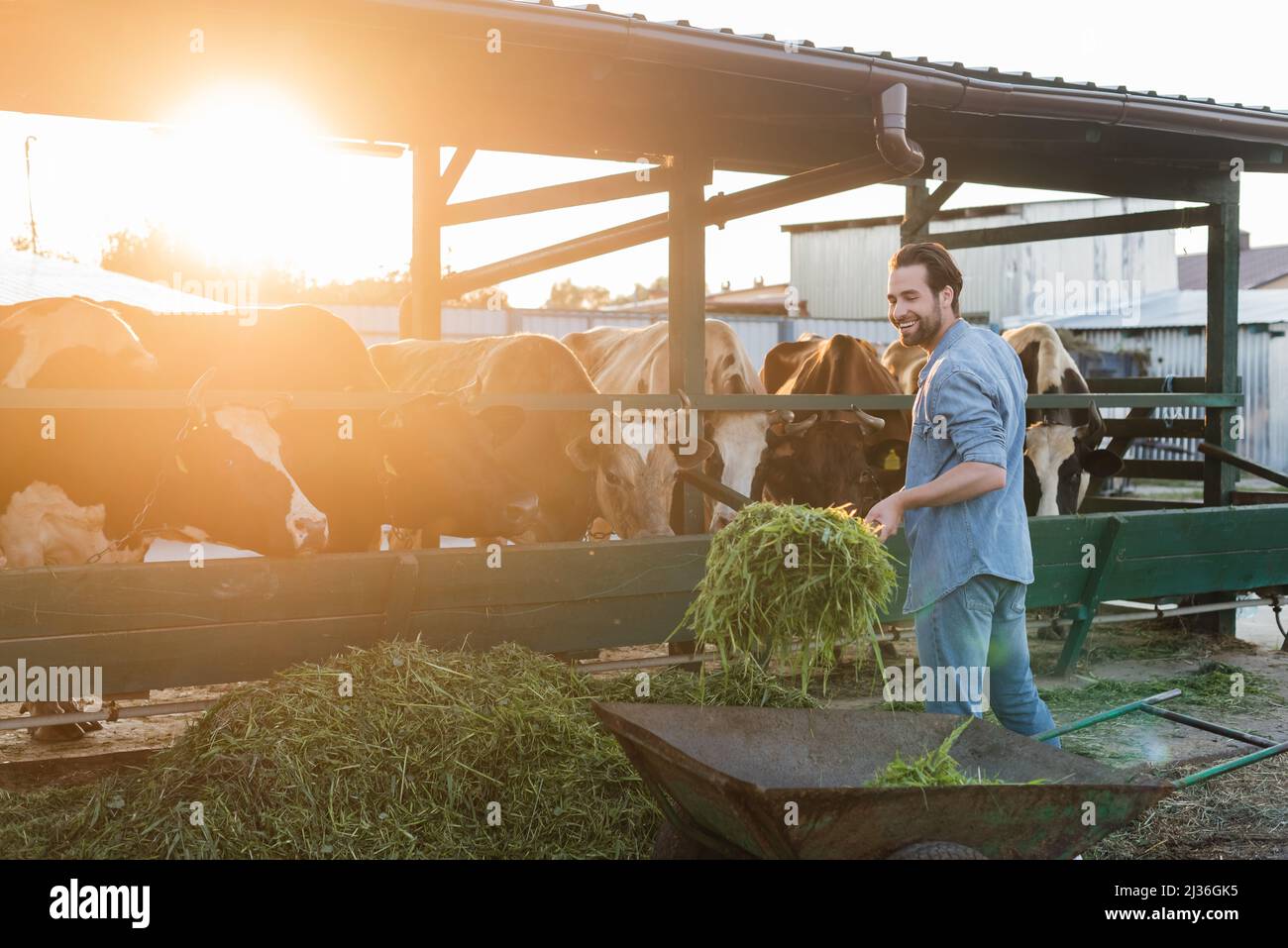 Unloading cows hi-res stock photography and images - Alamy