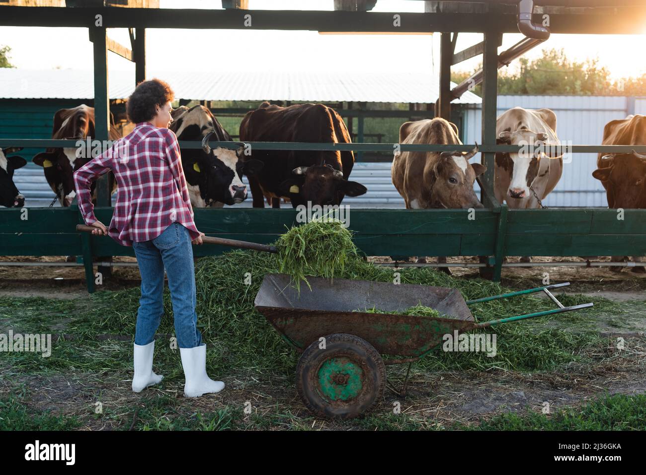 full length view of african american woman unloading hay near cowshed ...