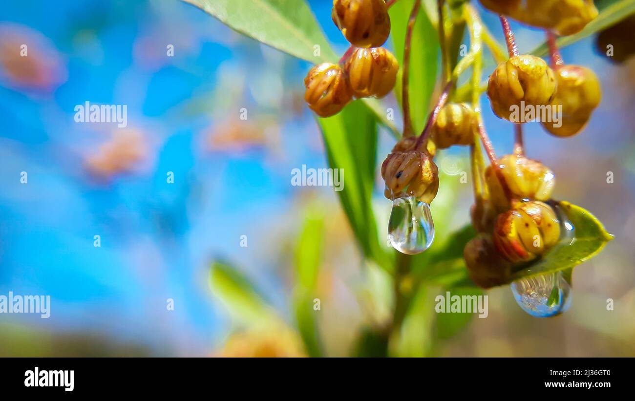 A shiny small water drop hanging on plant Stock Photo - Alamy