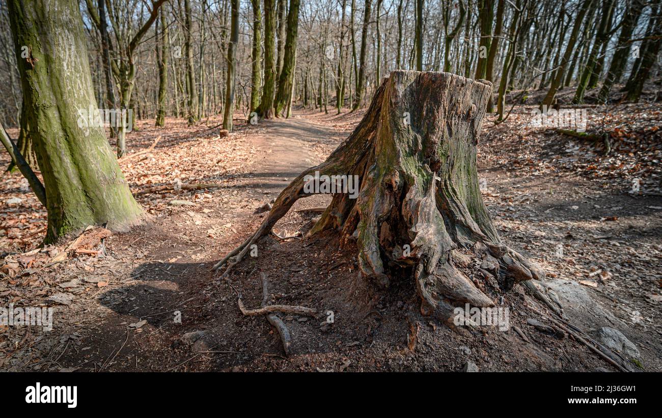 Visible roots hi-res stock photography and images - Alamy