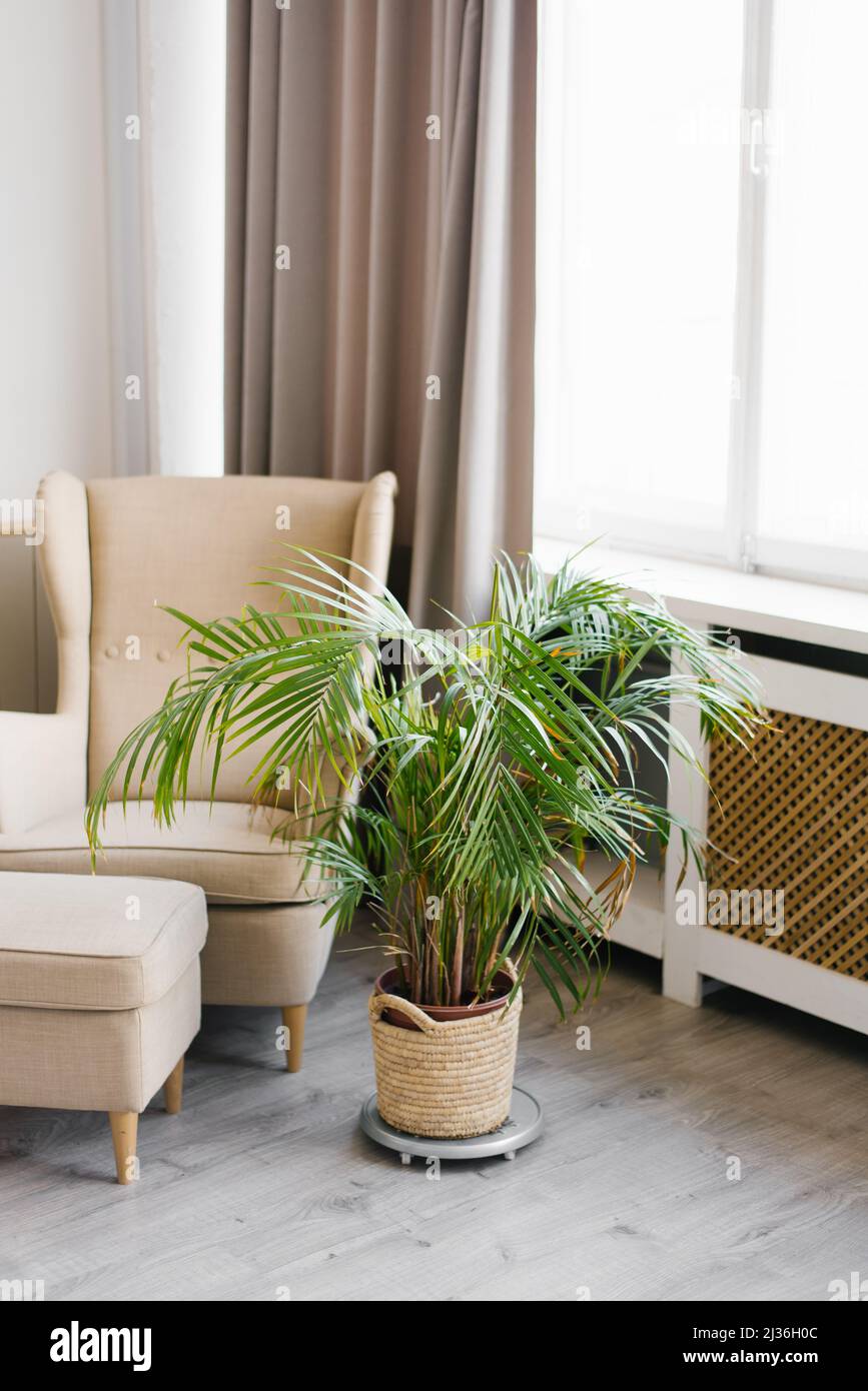 Live Indoor Palm Trees