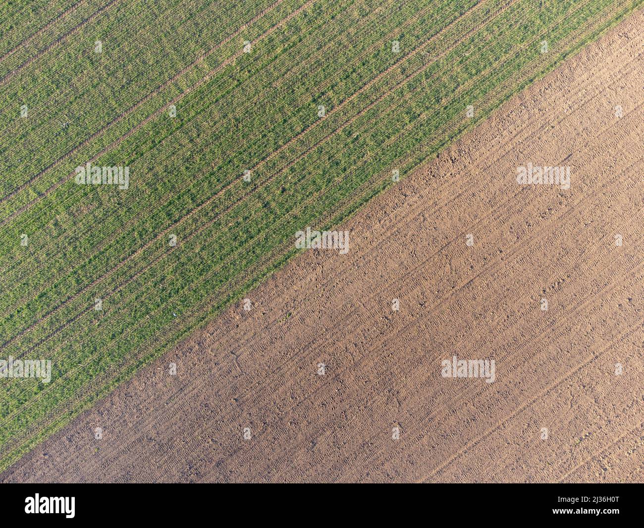 An aerial view of a cultivated field with green plantations Stock Photo ...