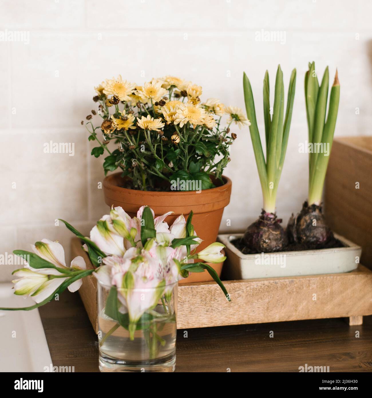 Spring Scandinavian decor of a cozy home: indoor flowers in a pot and ...