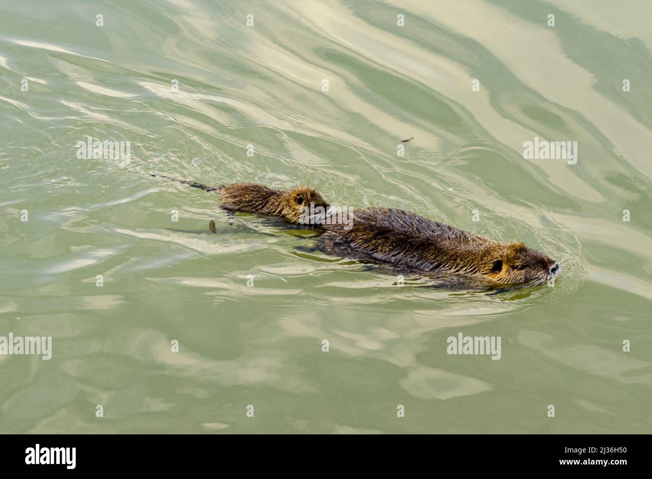 A closeup shot of a Nutria swimming on the river in Lousiana, USA Stock ...