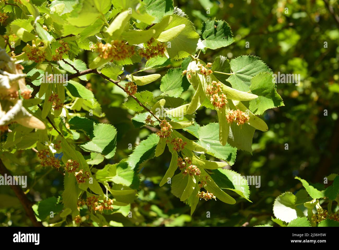 Lime tree in spring hi-res stock photography and images - Alamy
