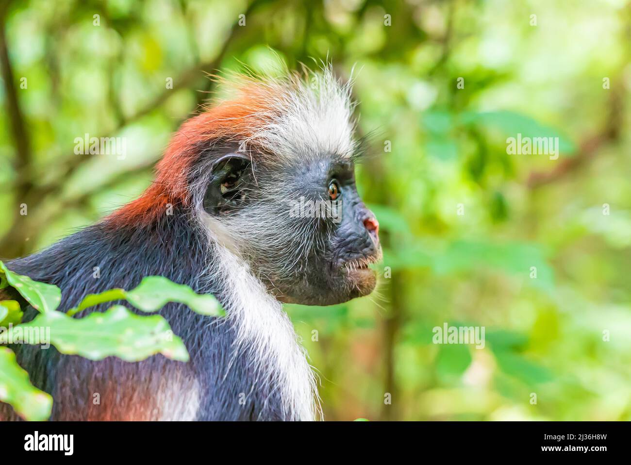 Piliocolobus tephrosceles hi-res stock photography and images - Alamy