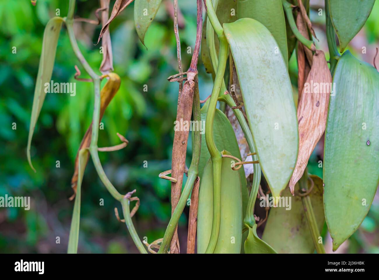 Vanilla bean plant hi-res stock photography and images - Alamy