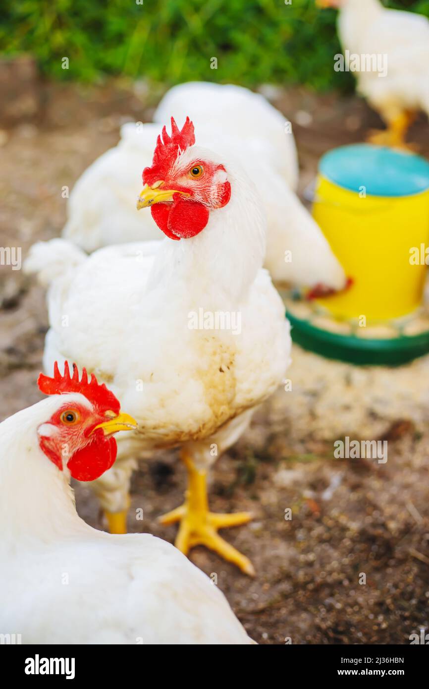 Chickens broilers on the farm. Selective focus.natural Stock Photo - Alamy