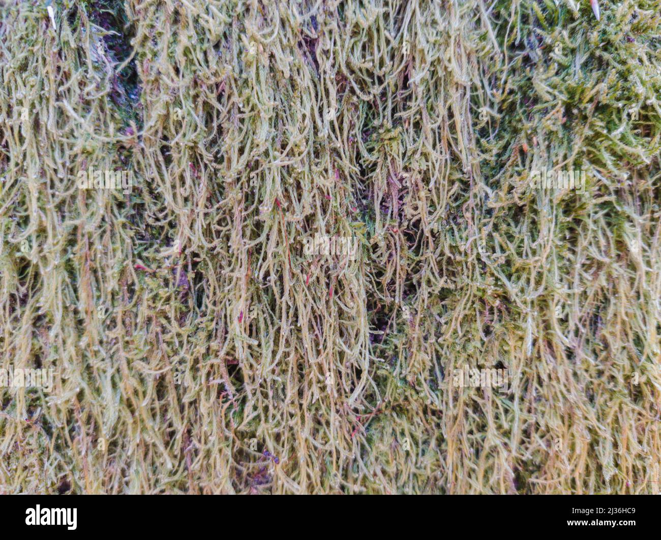 A close-up shot of moss growing on a surface Stock Photo - Alamy