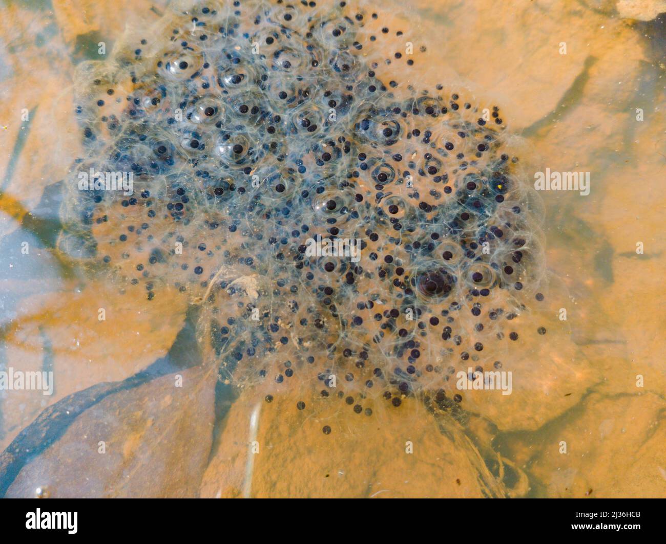 A close-up shot of frog caviar in the rocky water Stock Photo - Alamy