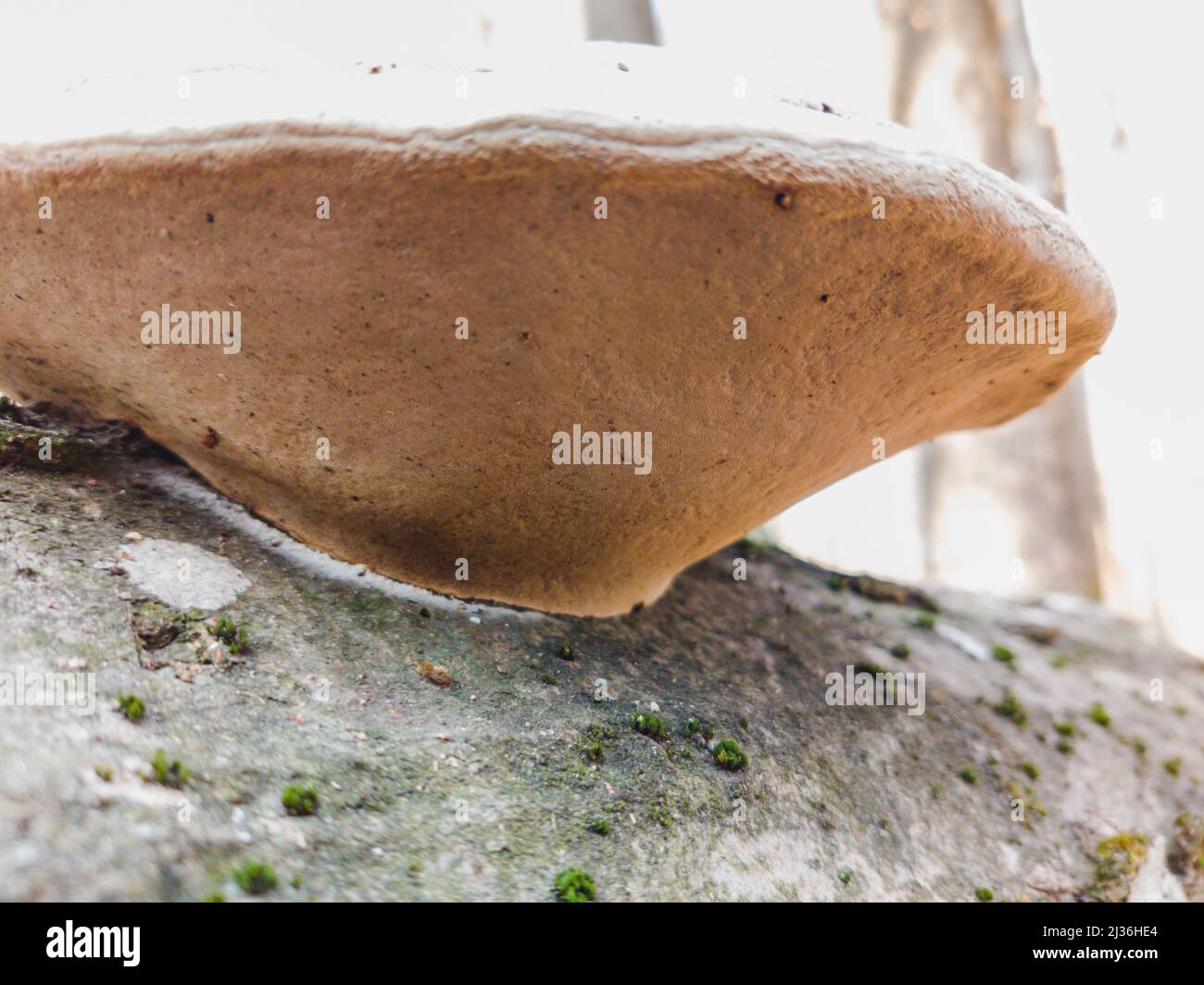 Bottom of a mushroom hi-res stock photography and images - Alamy