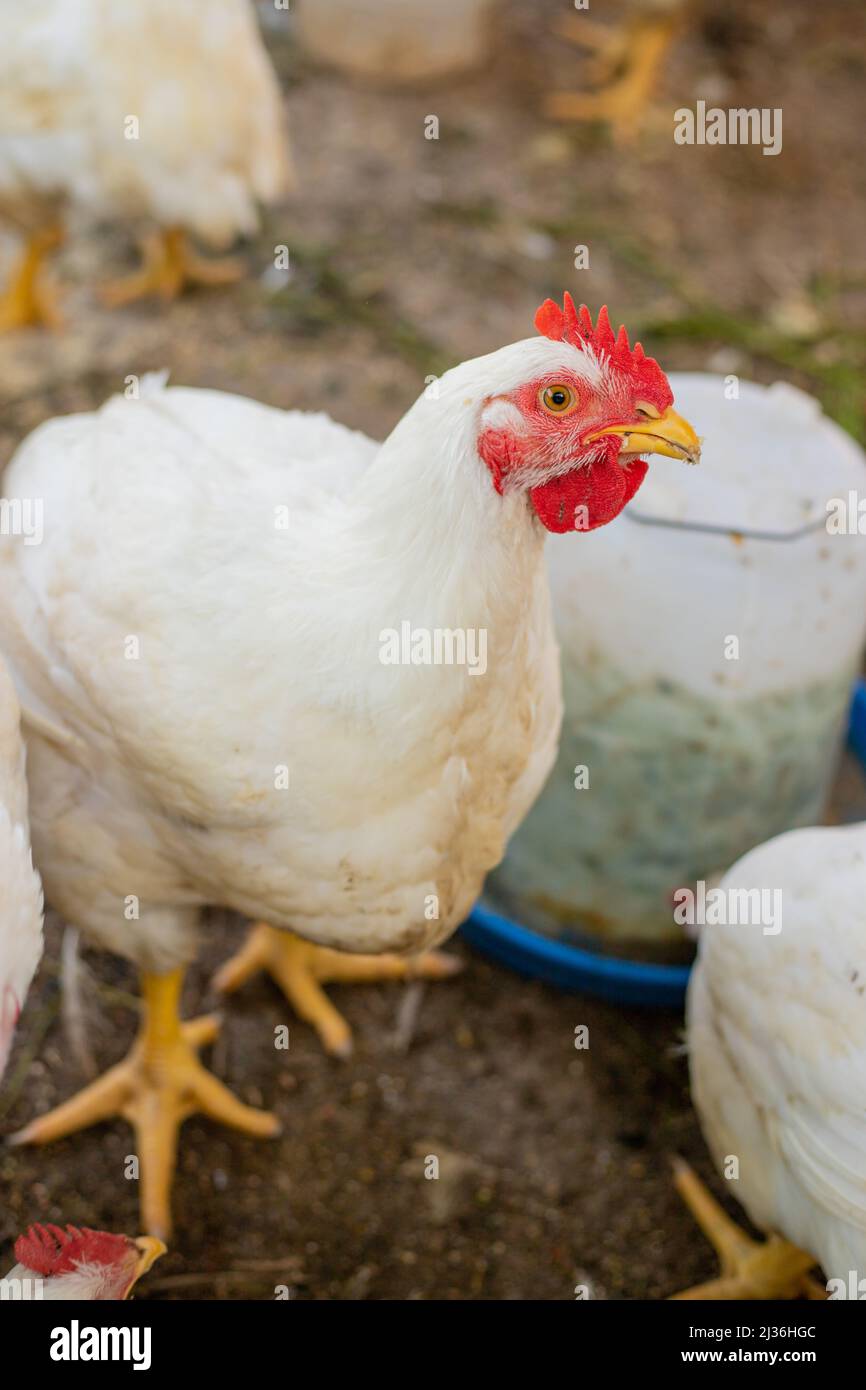 Chickens broilers on the farm. Selective focus.natural Stock Photo - Alamy