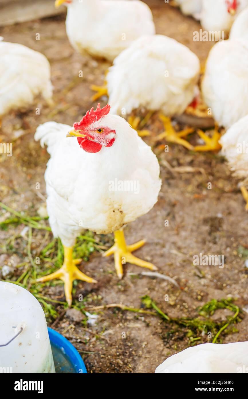 Chickens broilers on the farm. Selective focus.natural Stock Photo - Alamy