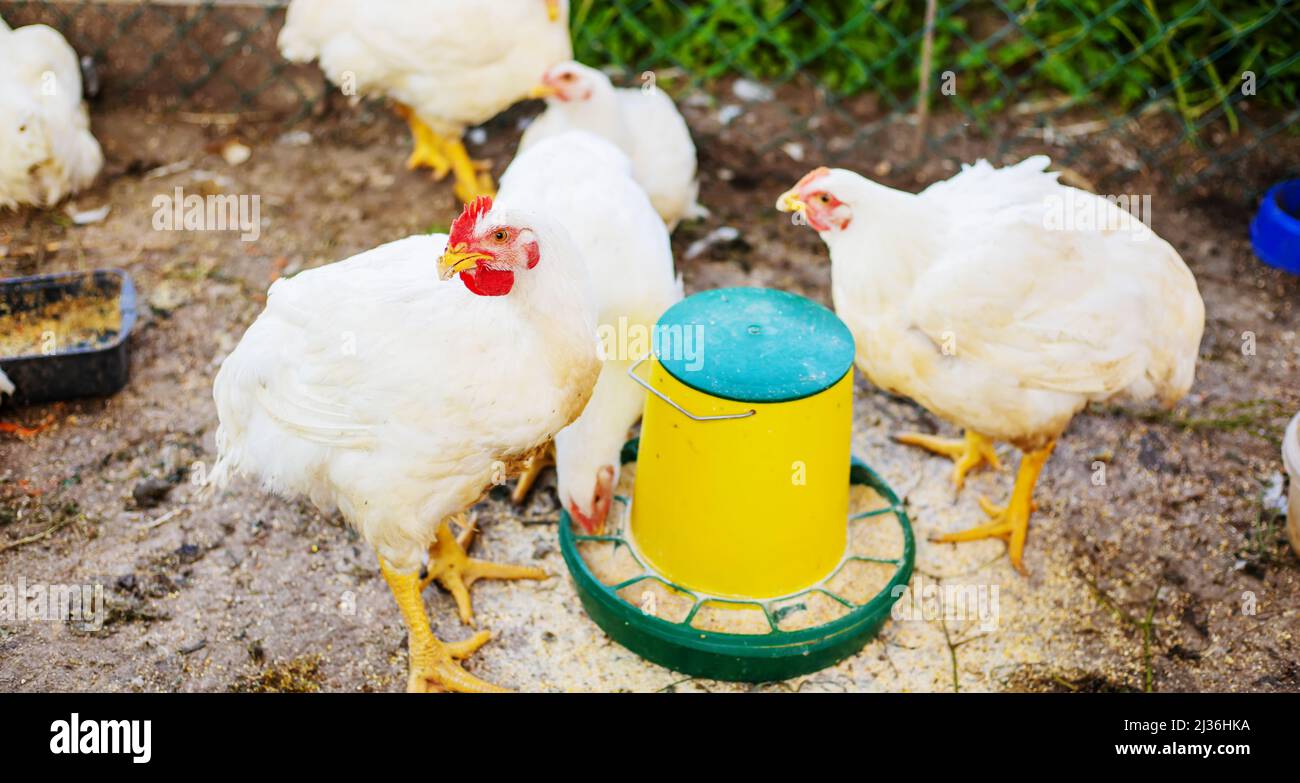 Chickens broilers on the farm. Selective focus.natural Stock Photo - Alamy