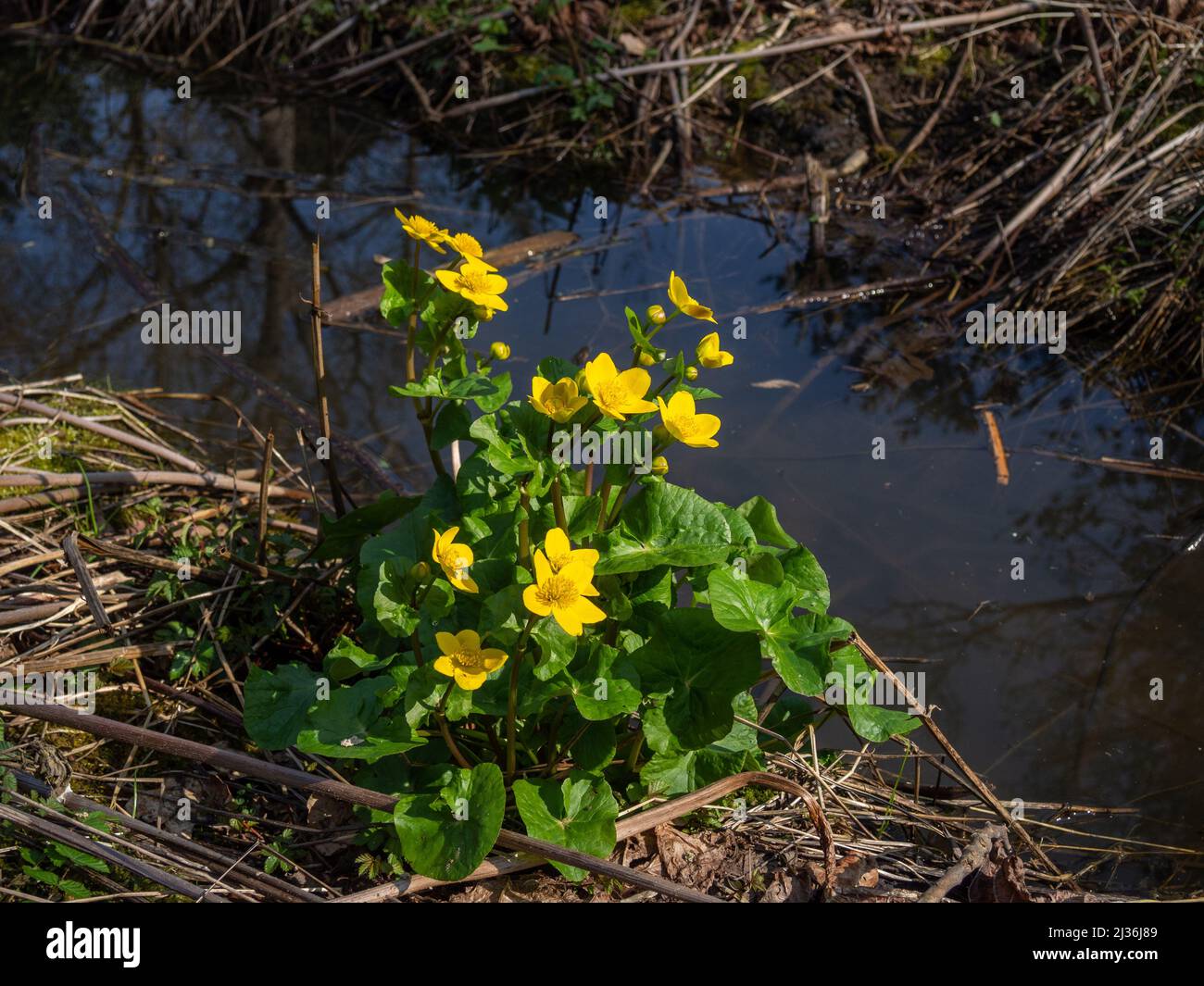 Marsh Marigolds, Caltha palustris, flowering by a woodland pond ...