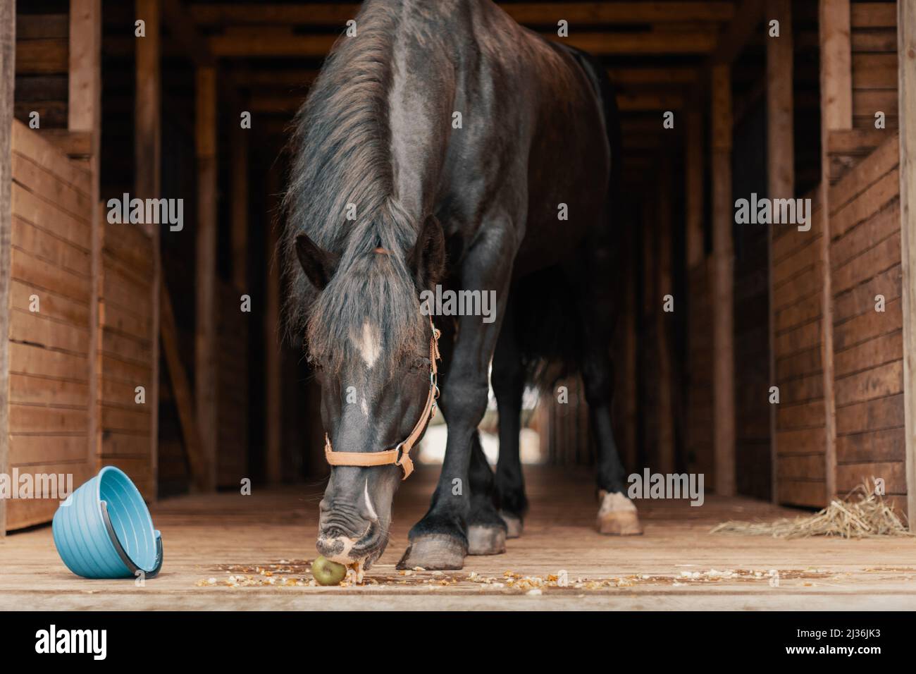 Horse Eating Apple From Tree