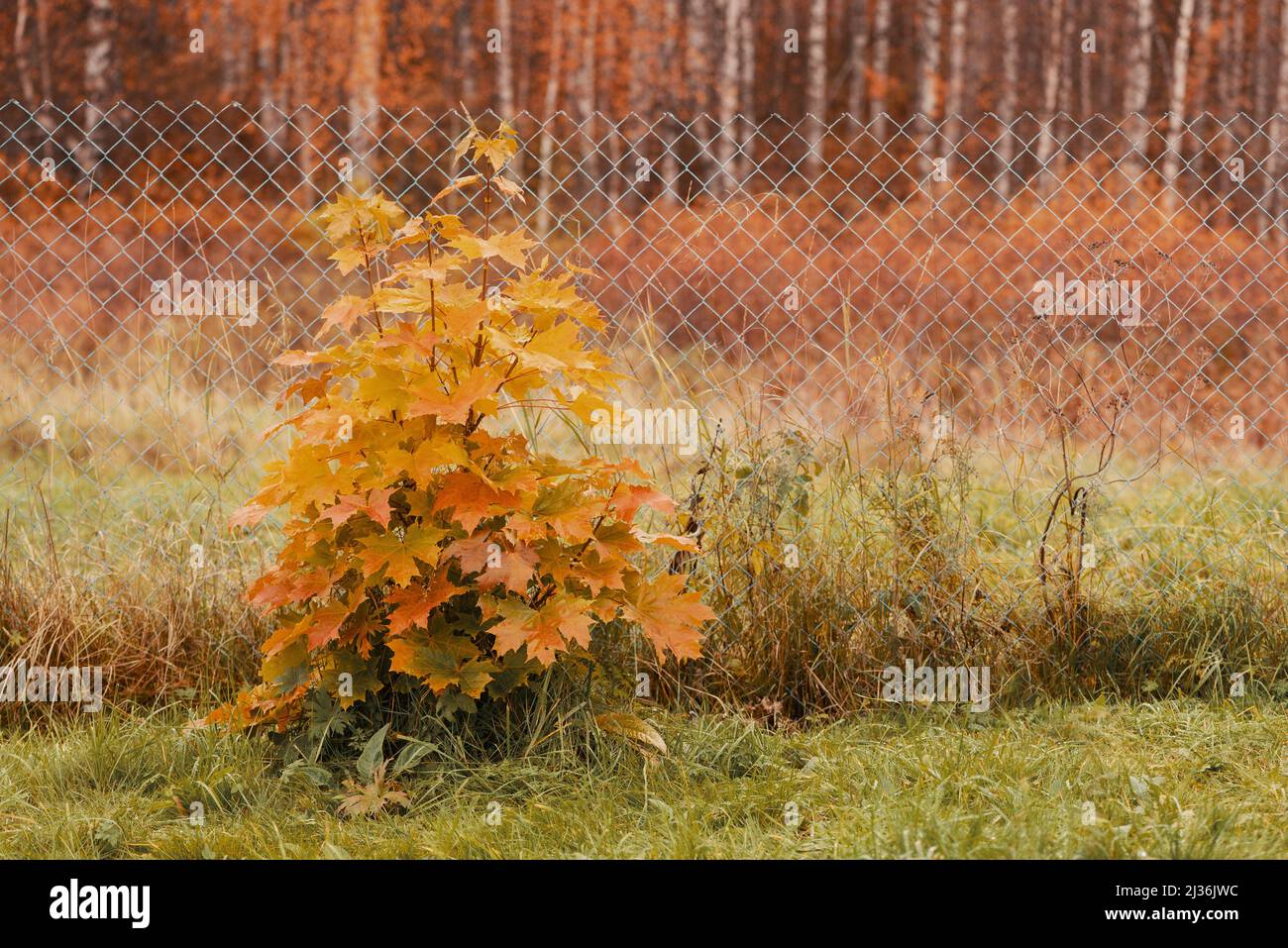 Young maple tree orange hi-res stock photography and images - Alamy