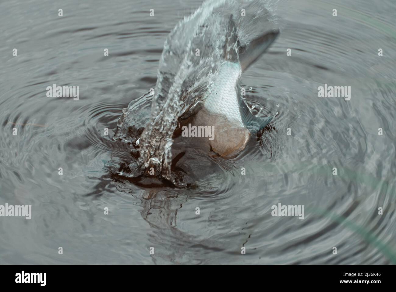 Fish hitting water with tail. Common bream hitting water surface with ...