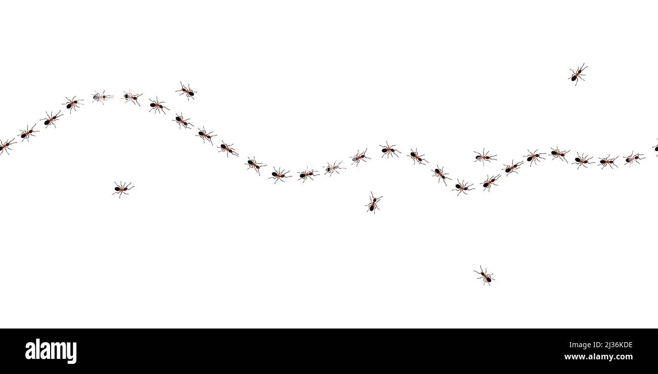 Brown worker ants trail line flat style design vector illustration isolated on white background ...