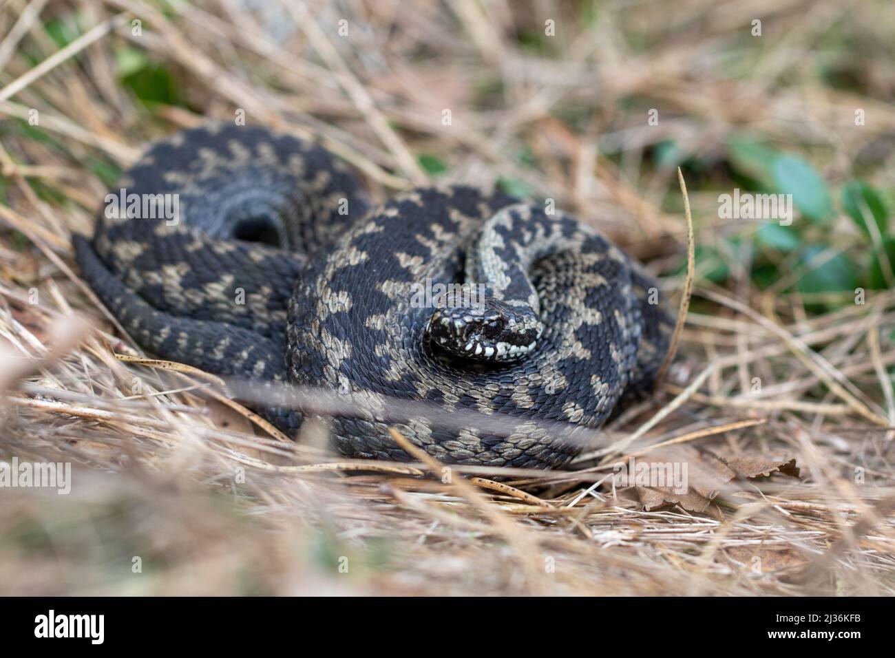 Common European adder Vipera berus m- male viper resting in old grass ...