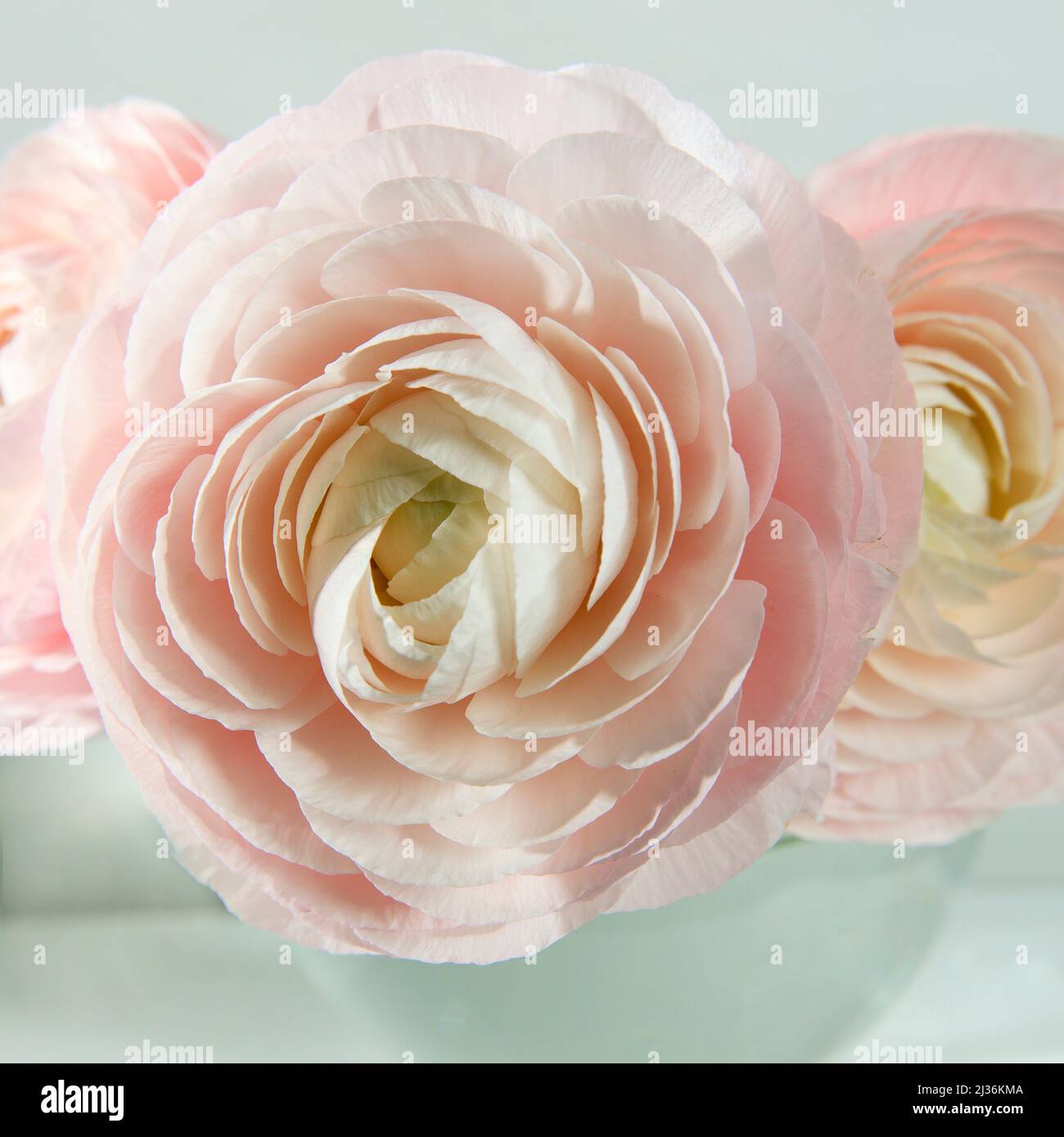 Three pale pink ranunculus in a transparent round vase on the white ...