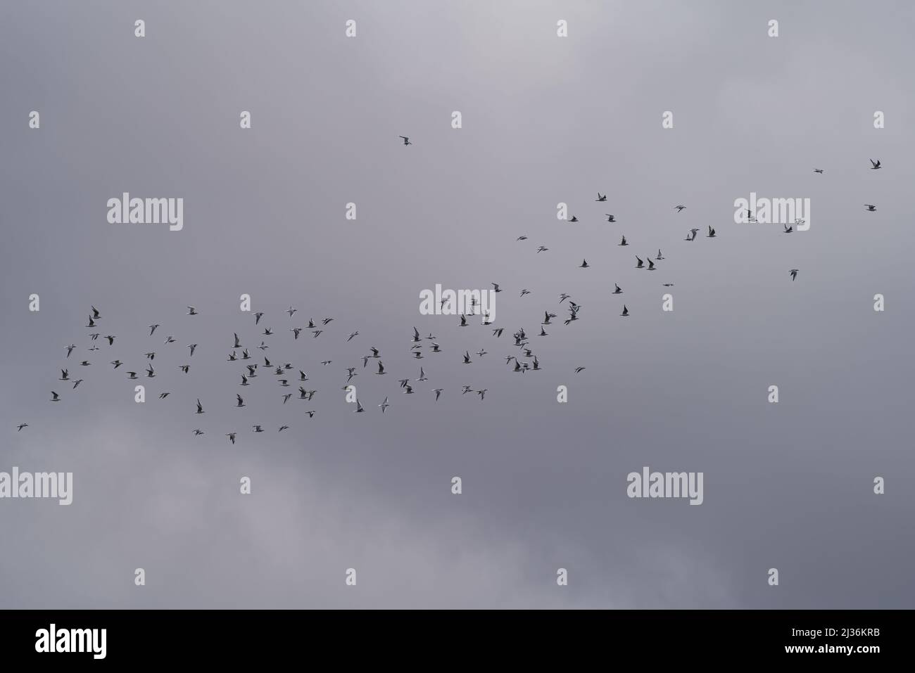 Many large birds hi-res stock photography and images - Alamy