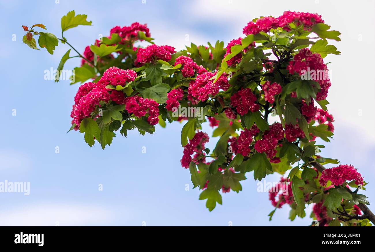 Close-up of blooming pink flowers of Crataegus laevigata rosea flore ...