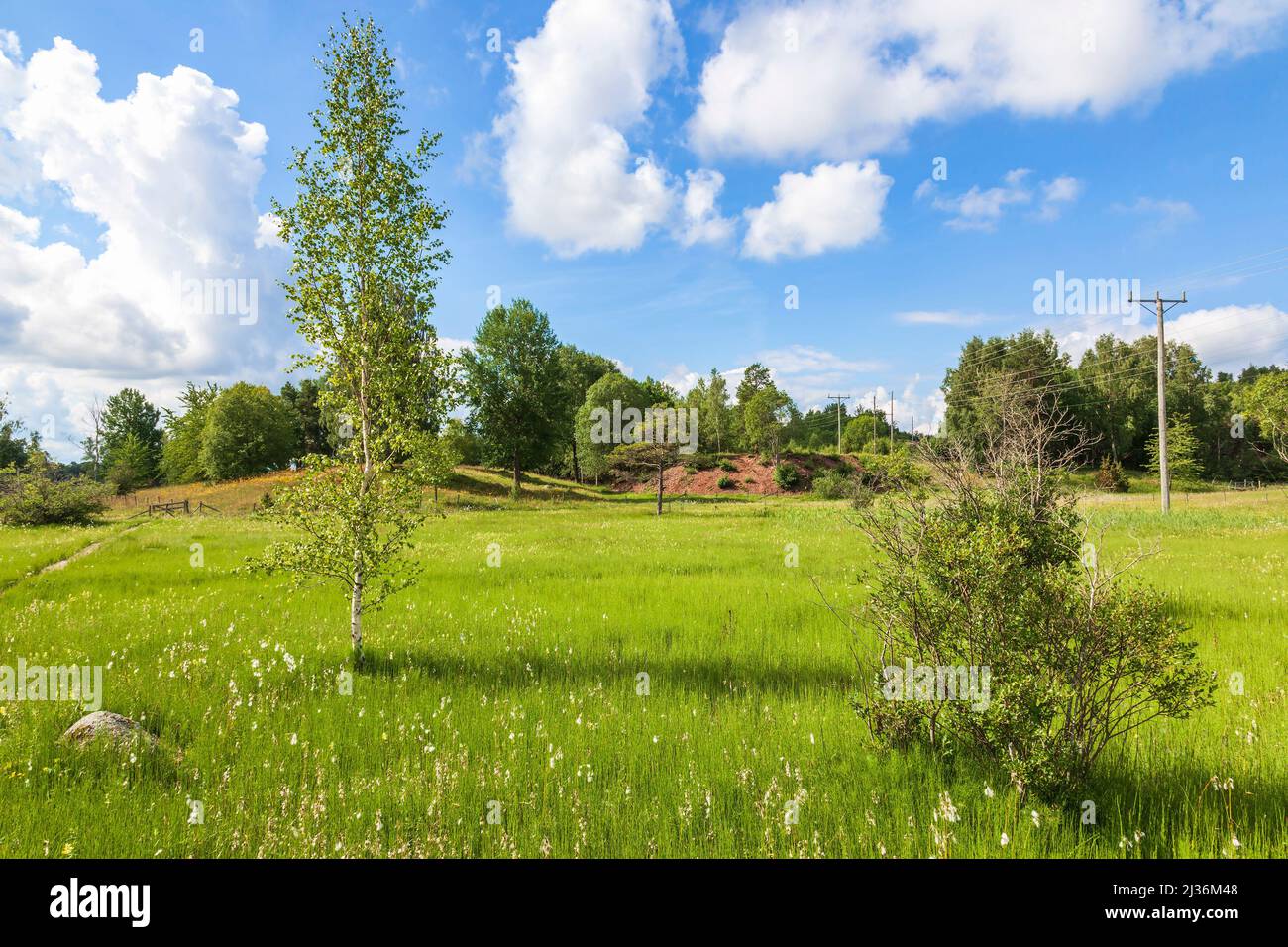 Meadow flowers tree line hi-res stock photography and images - Alamy
