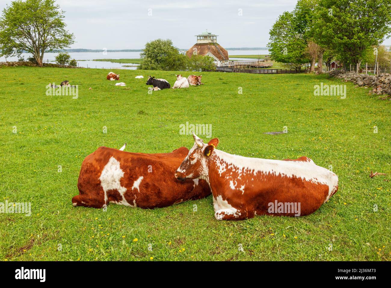 Cows laying with people hi-res stock photography and images - Alamy