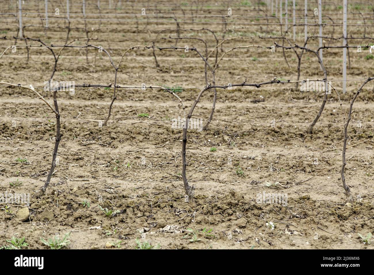 Dry and pruned vineyards, wine industry Stock Photo - Alamy