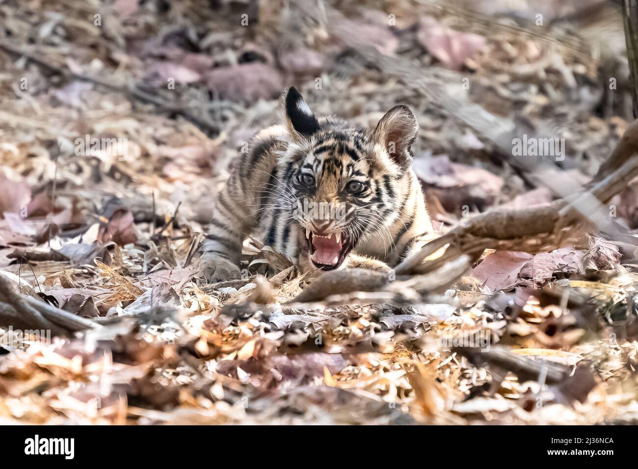 A wild baby tiger, two months old, in the forest in India, Madhya ...