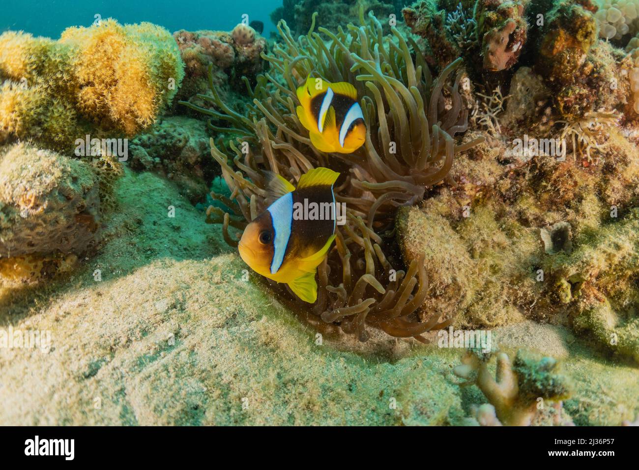 Fish swim in the Red Sea, colorful fish, Eilat Israel Stock Photo - Alamy