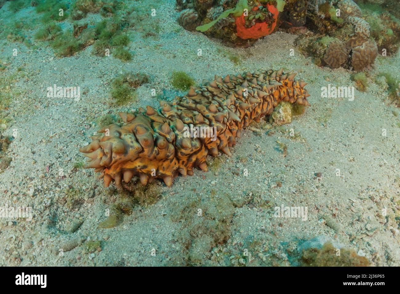 Sea cucumber in the Red Sea Colorful and beautiful, Eilat Israel Stock ...