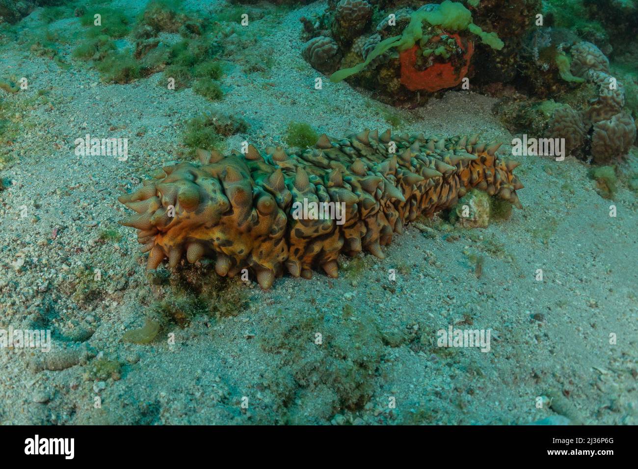 Sea cucumber in the Red Sea Colorful and beautiful, Eilat Israel Stock ...