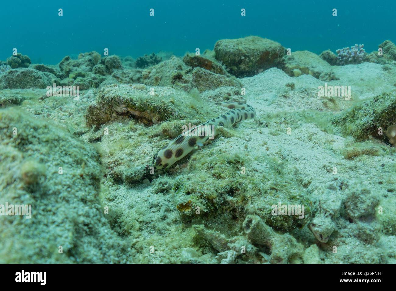 Tiger Snake Eel in the Red Sea Colorful and beautiful, Eilat Israel ...