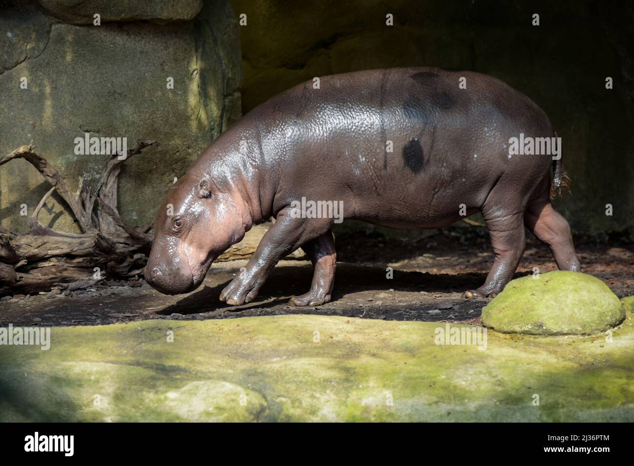 Photography of a pygmy hippopotamus in a park Stock Photo - Alamy